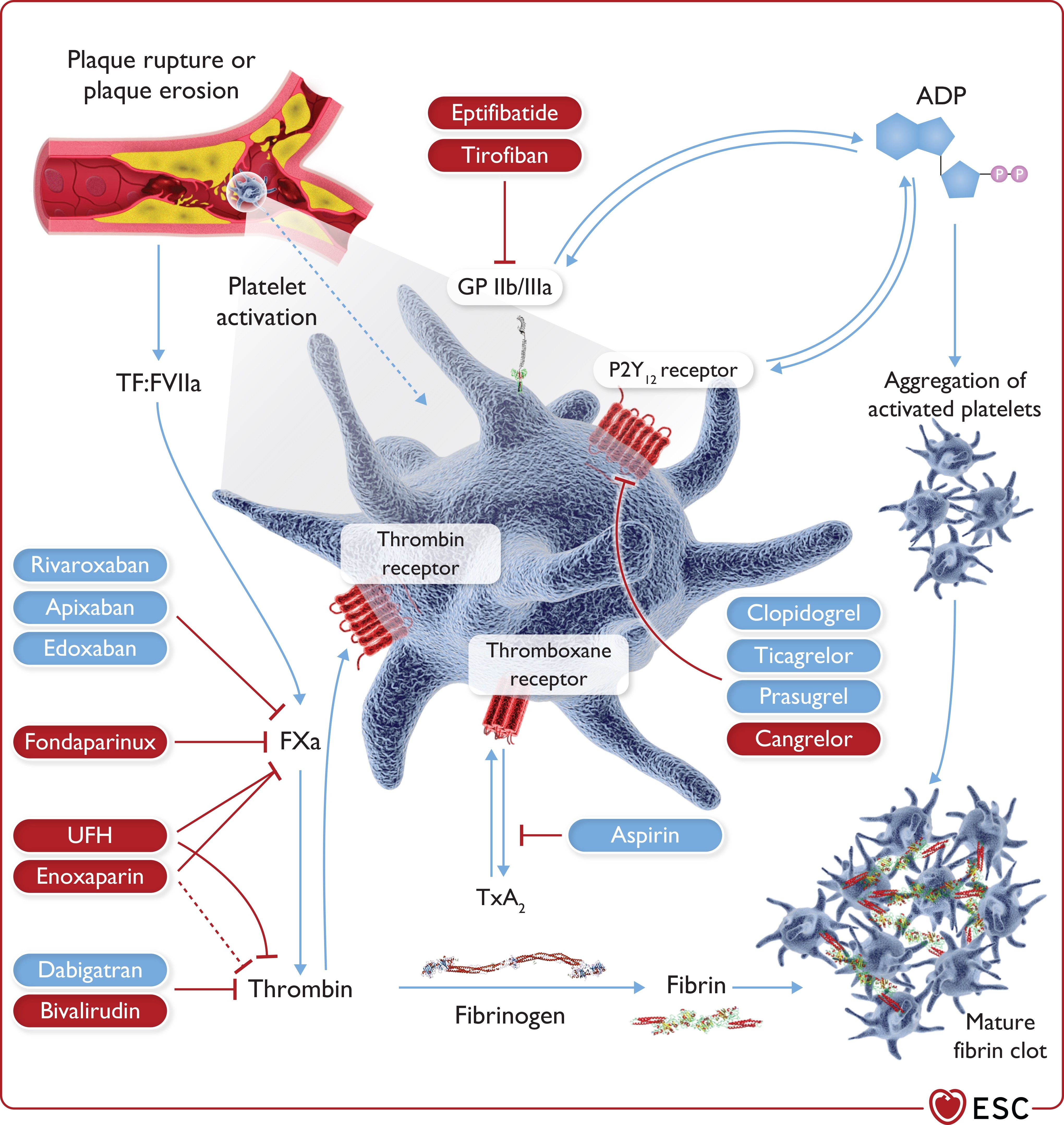 OMI light - die neue "ACS" Leitlinie - dasFOAM Think Tank